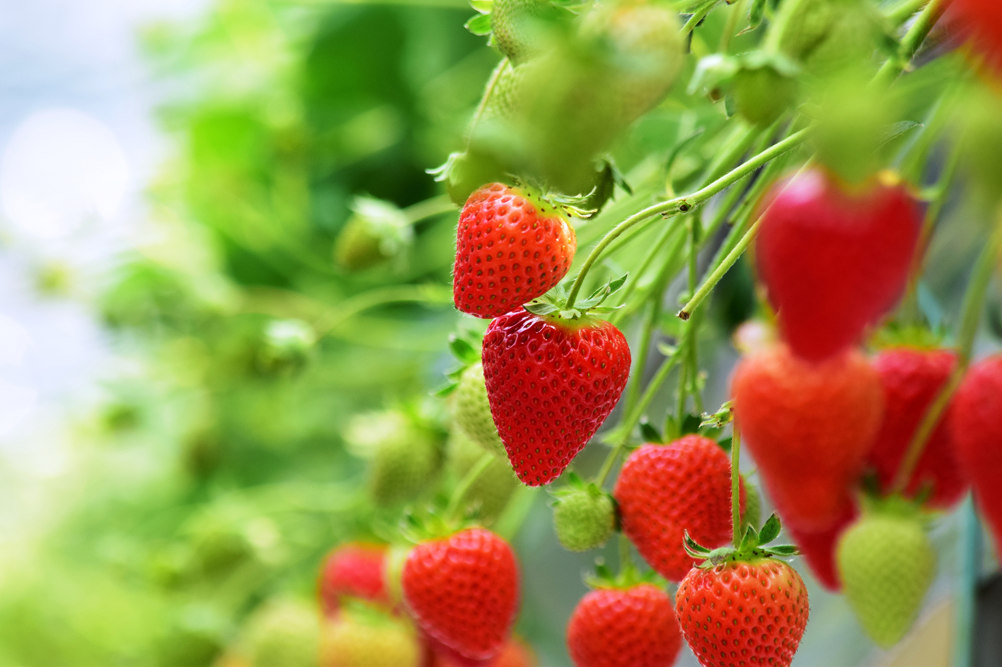 アクセスInformation＆Access - very berry farm